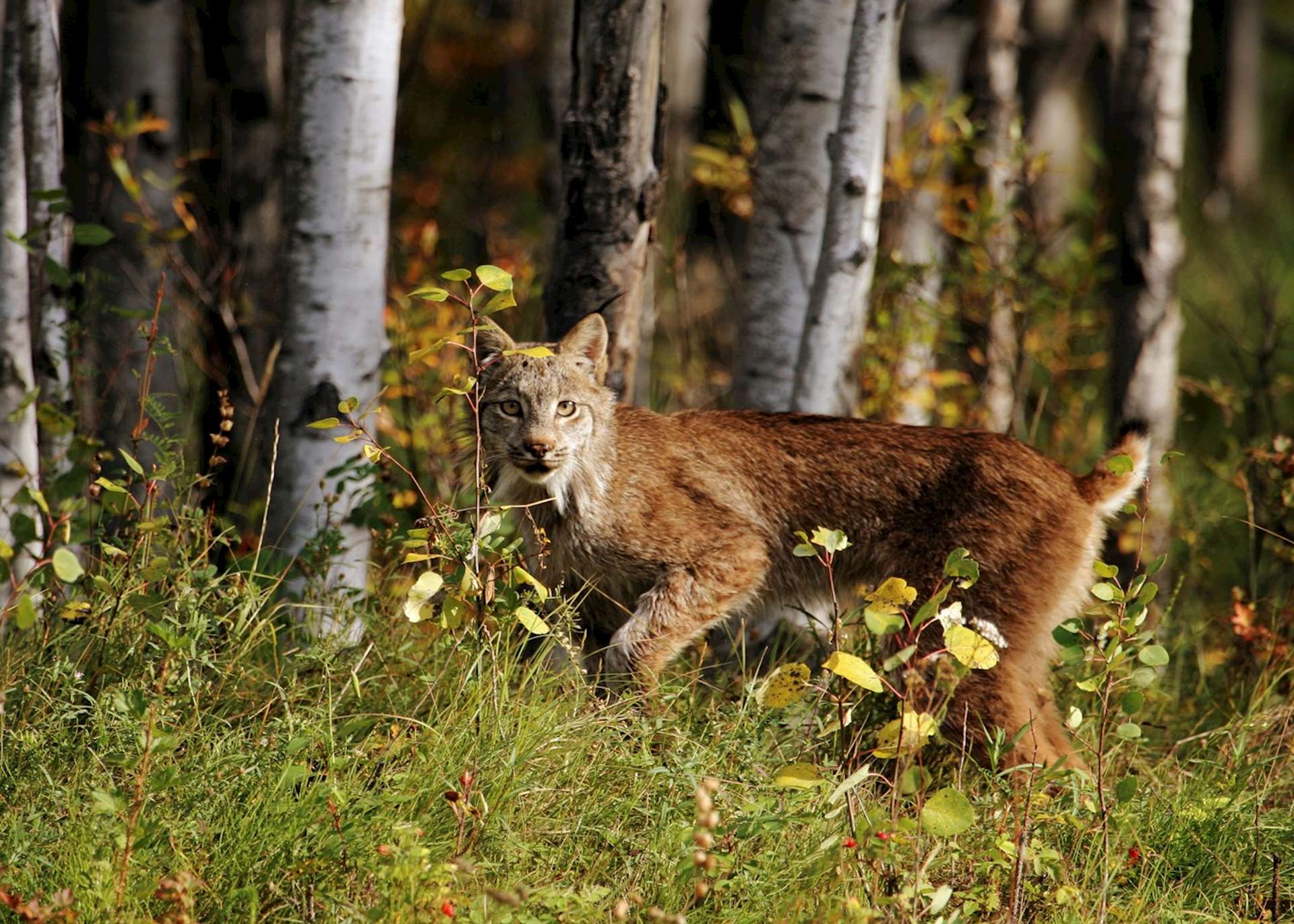 Visit Wood Buffalo National Park | Audley Travel US
