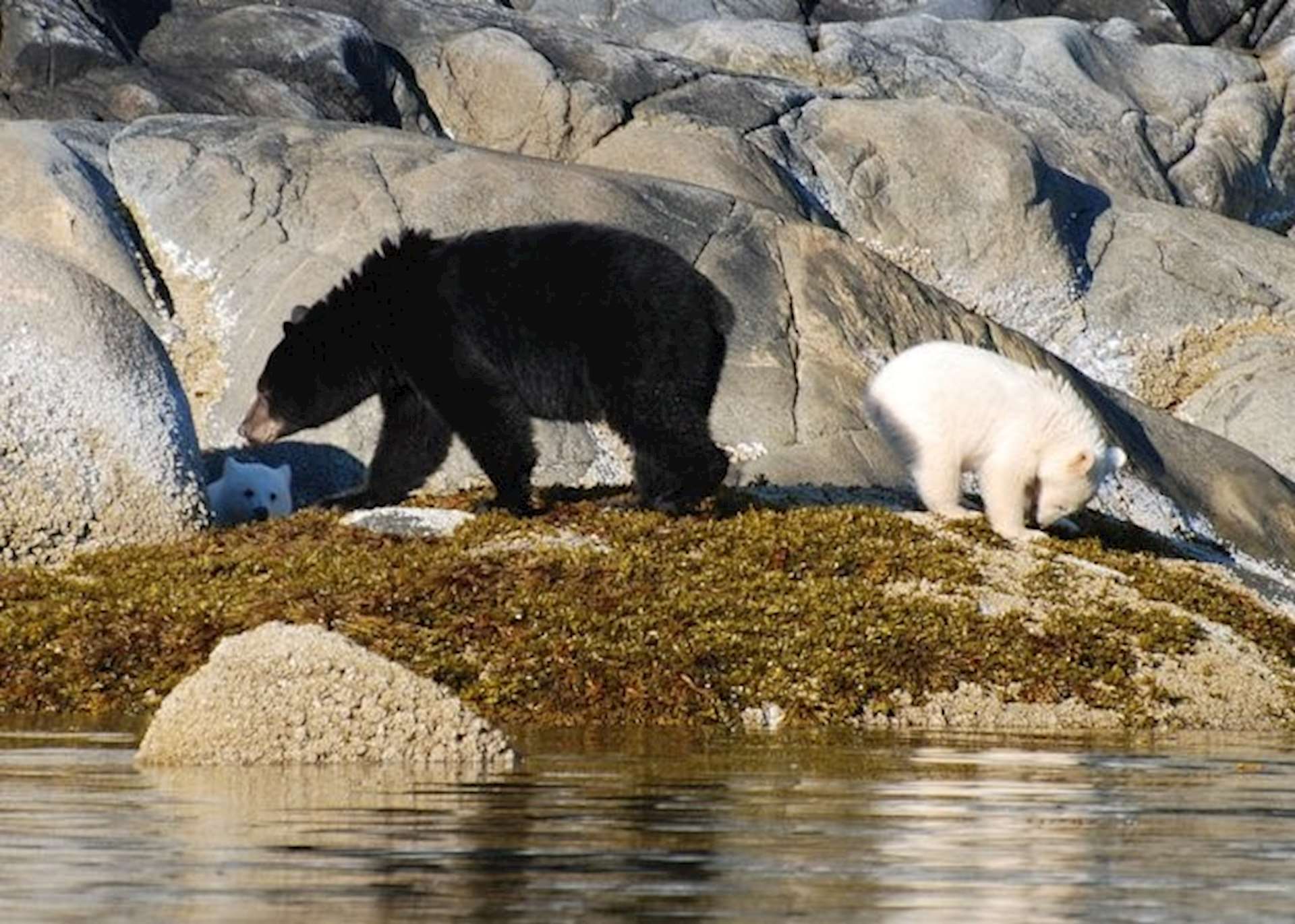 Visit Princess Royal Island in Canada | Audley Travel UK