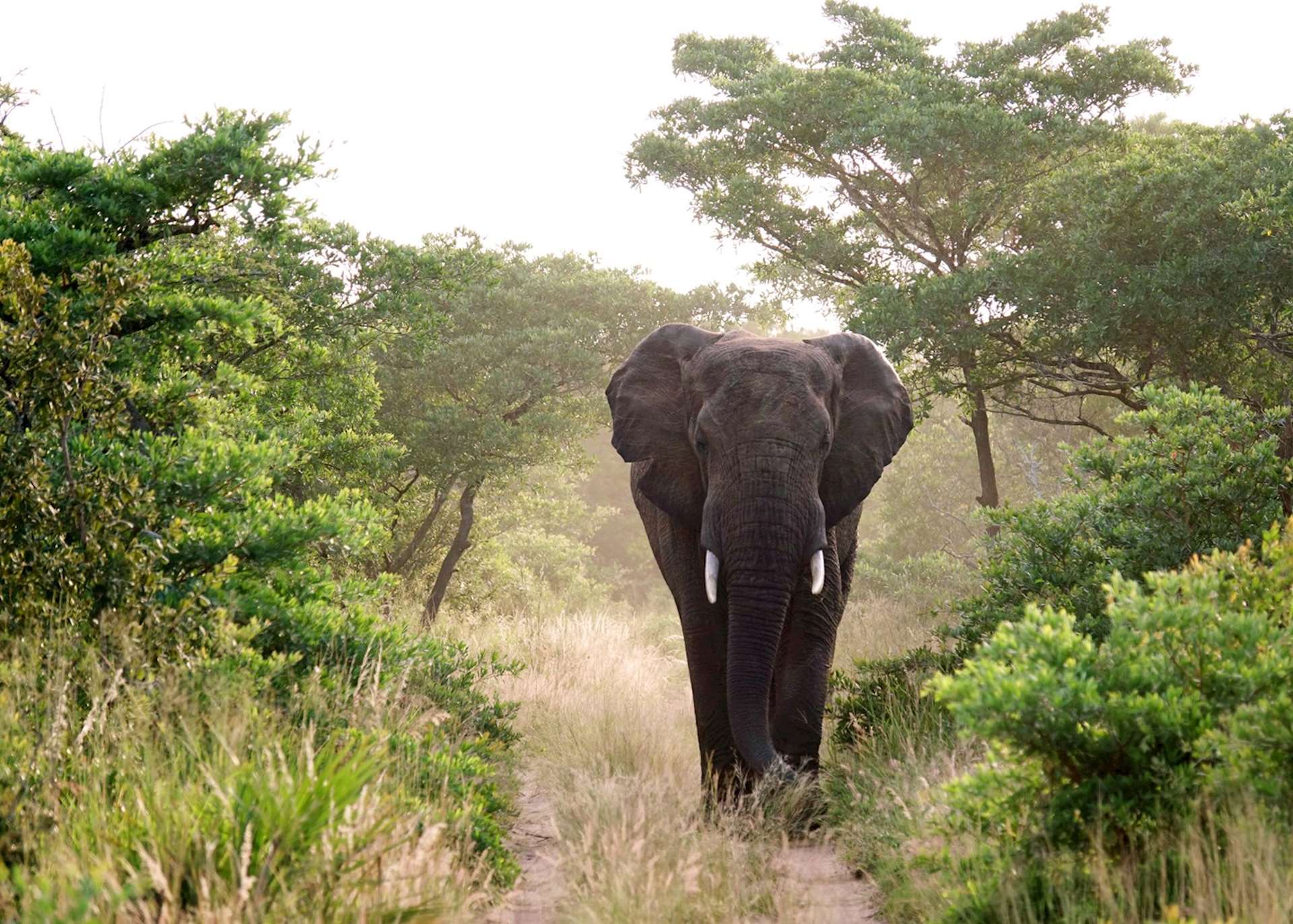 Visit Phinda Private Game Reserve, South Africa | Audley Travel UK