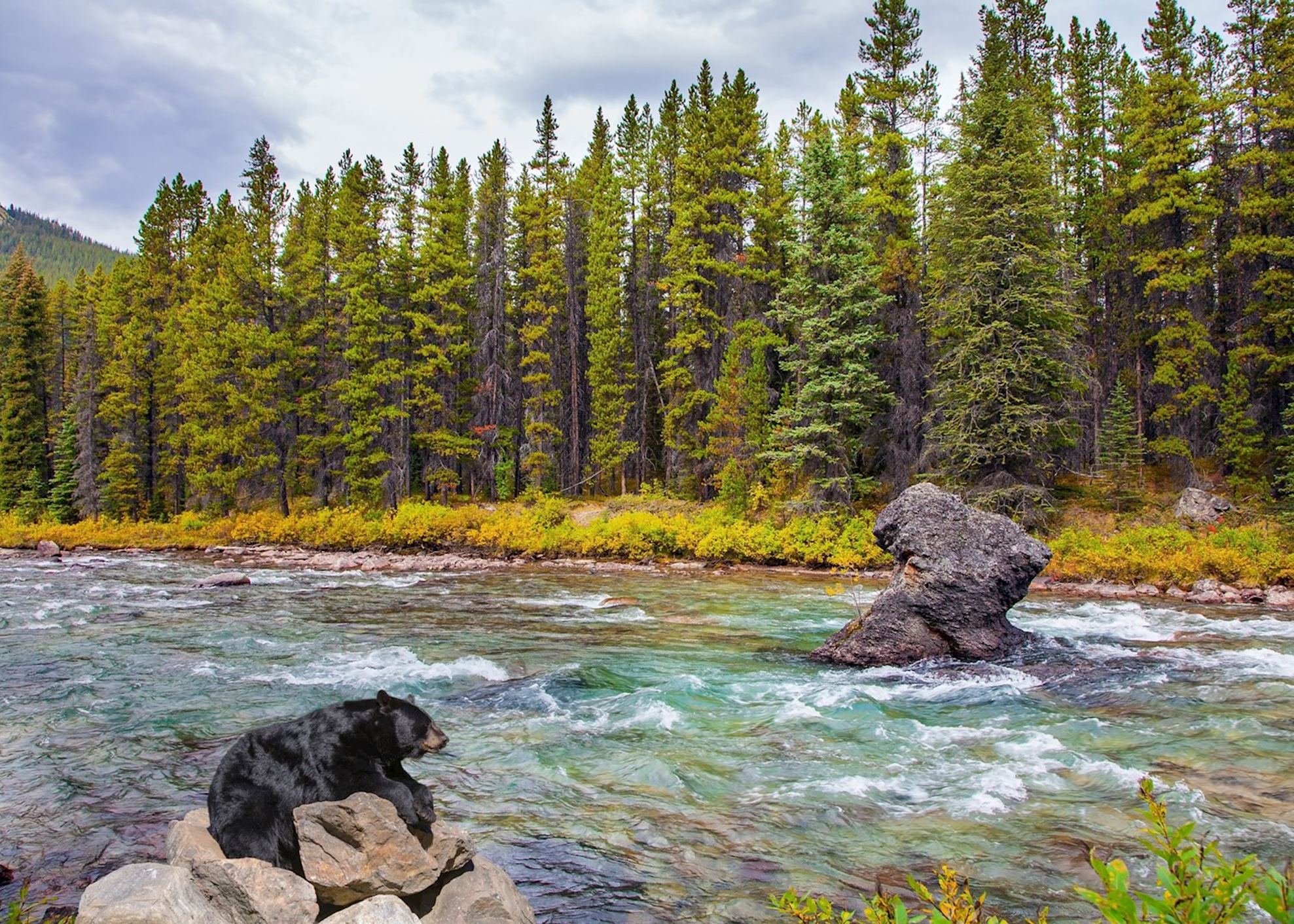 Jasper wildlife tour | Audley Travel UK