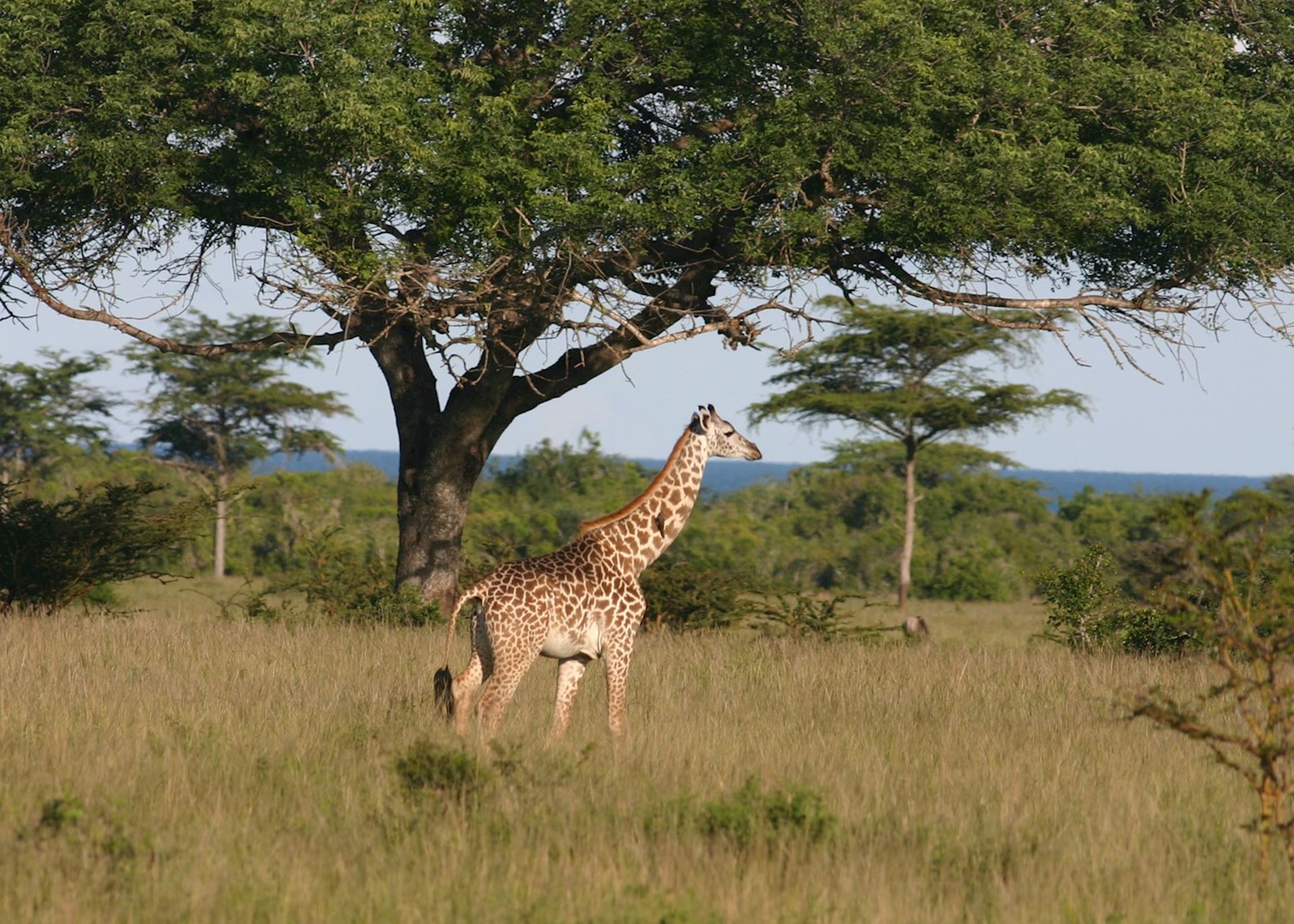 Visit Saadani on a trip to Tanzania | Audley Travel UK