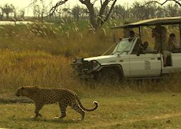 Camp Moremi | Moremi Wildlife Reserve | Audley Travel