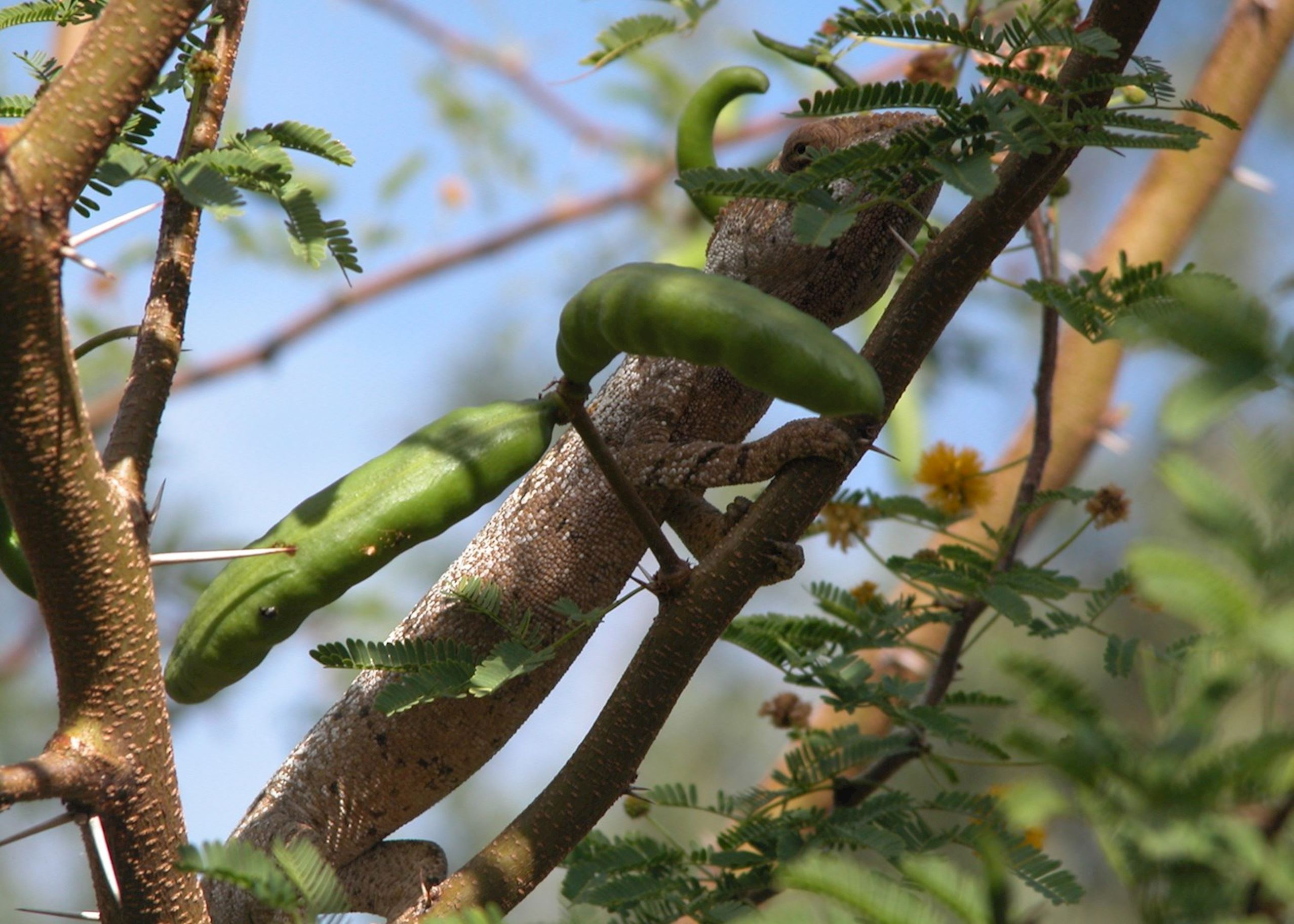 Visit Joffreville Ambohitra, Madagascar | Audley Travel UK