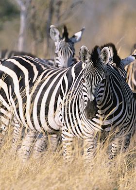 Caprivi Explorer: Windhoek to Victoria Falls | Audley Travel