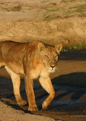 Victoria Falls, Luangwa & Lower Zambezi safari | Audley Travel