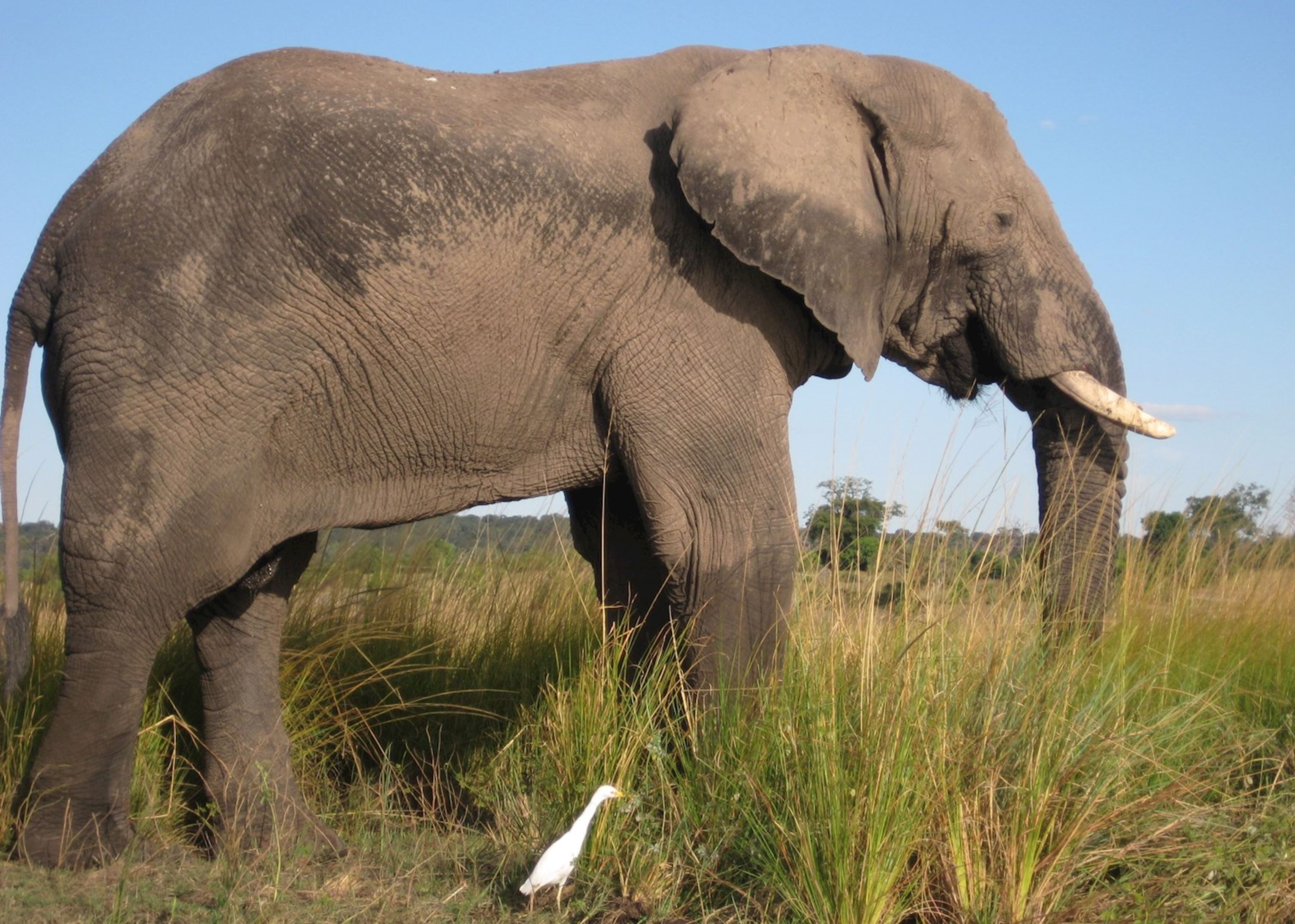 Best Time to Visit Botswana | Best Months for Travel | Audley Travel US