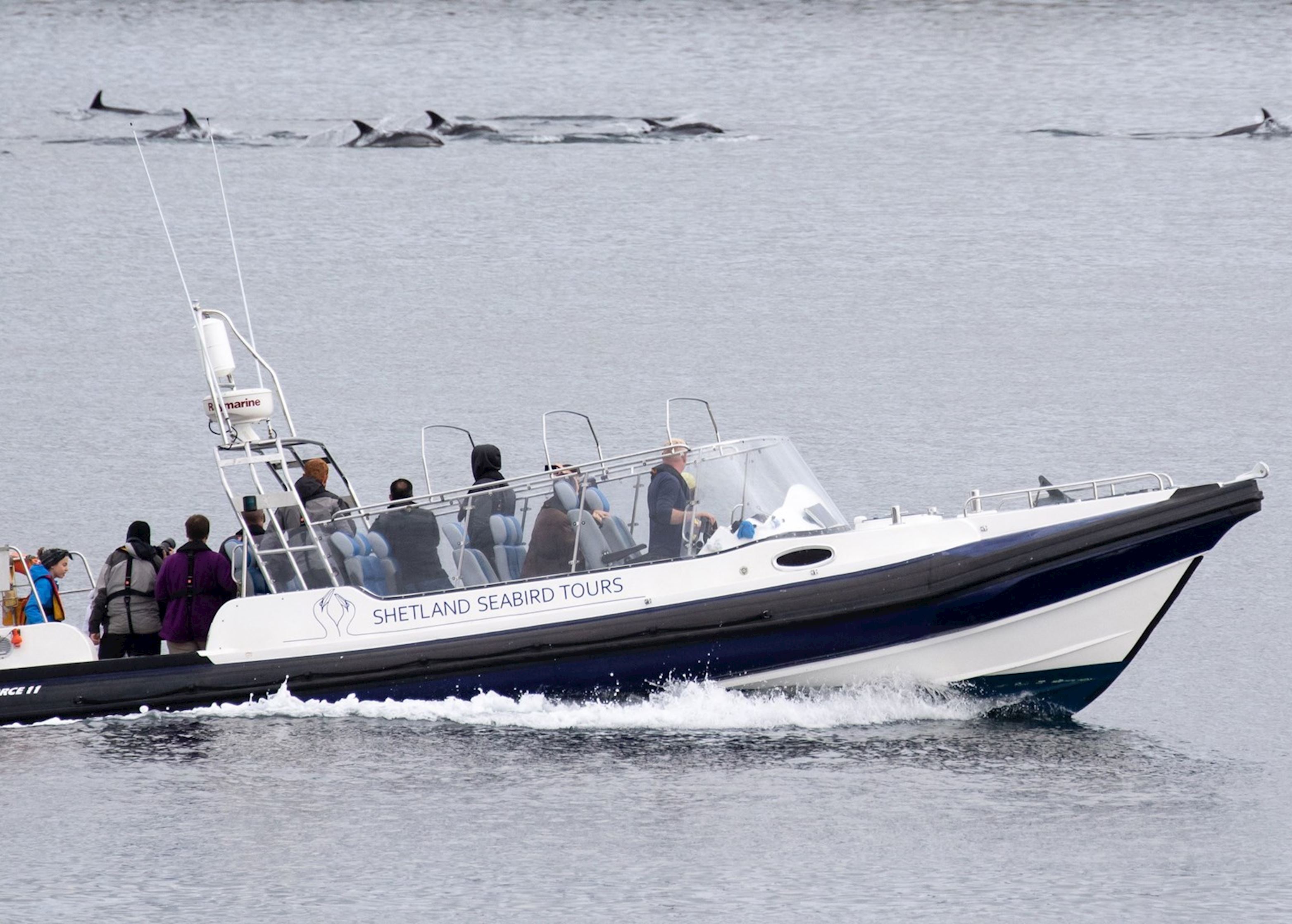 Seabird-spotting boat trip in Shetland | Audley Travel US