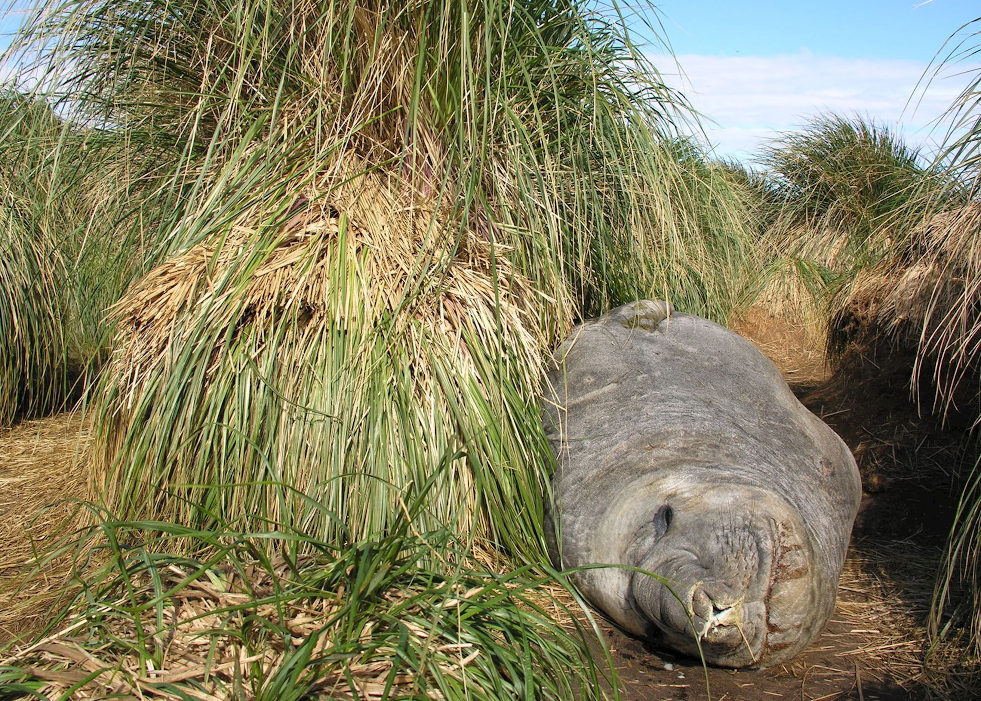 Visit Carcass Island, The Falkland Islands | Audley Travel UK