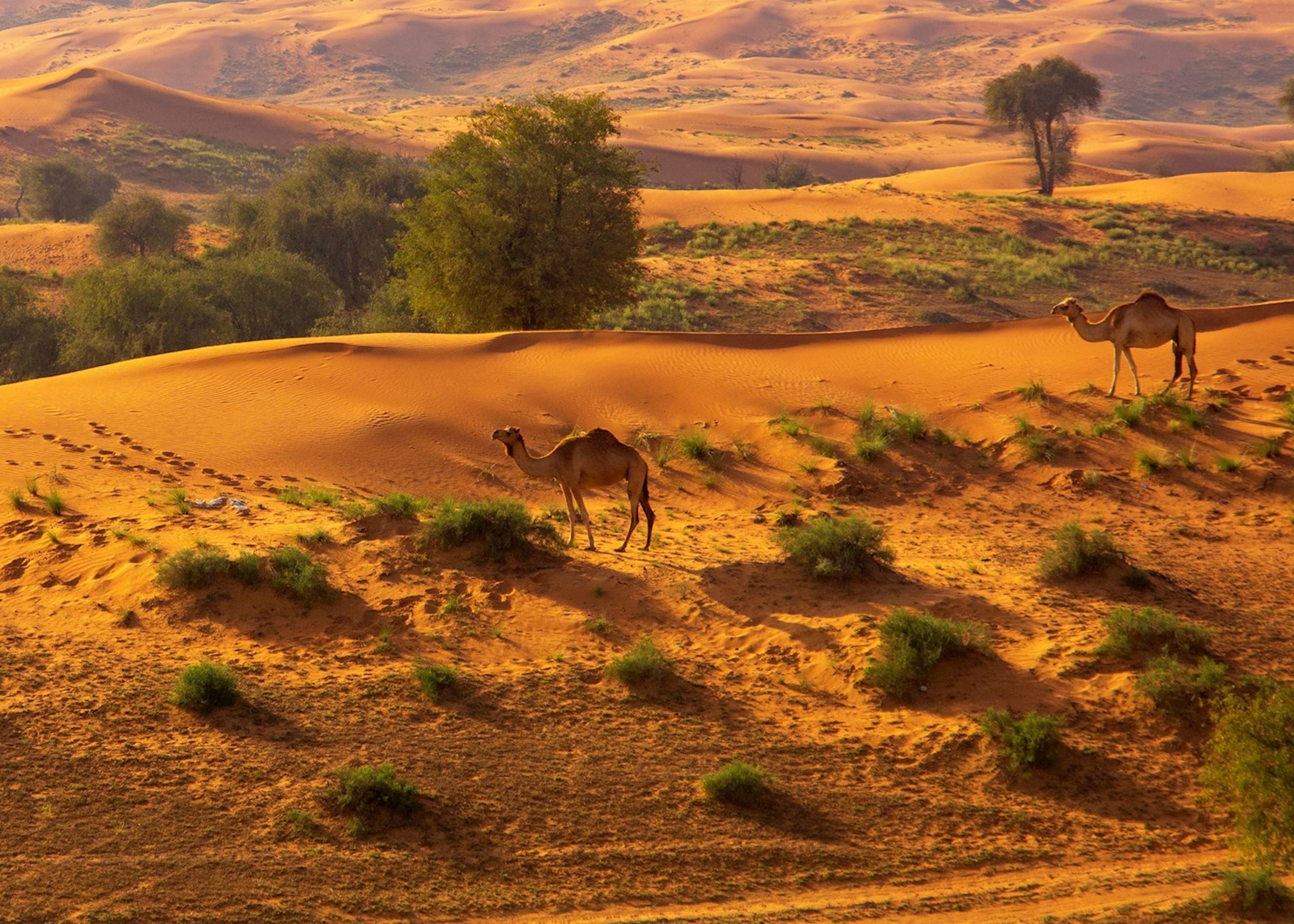 UAE Travel Guide | Audley Travel UK