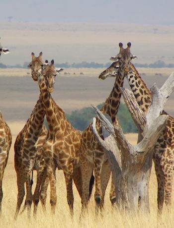 Kenya Holidays and Safaris 2026 & 2027 | Audley Travel UK