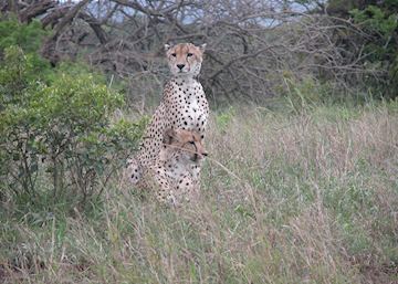 &Beyond Phinda Rock Lodge | Audley Travel US