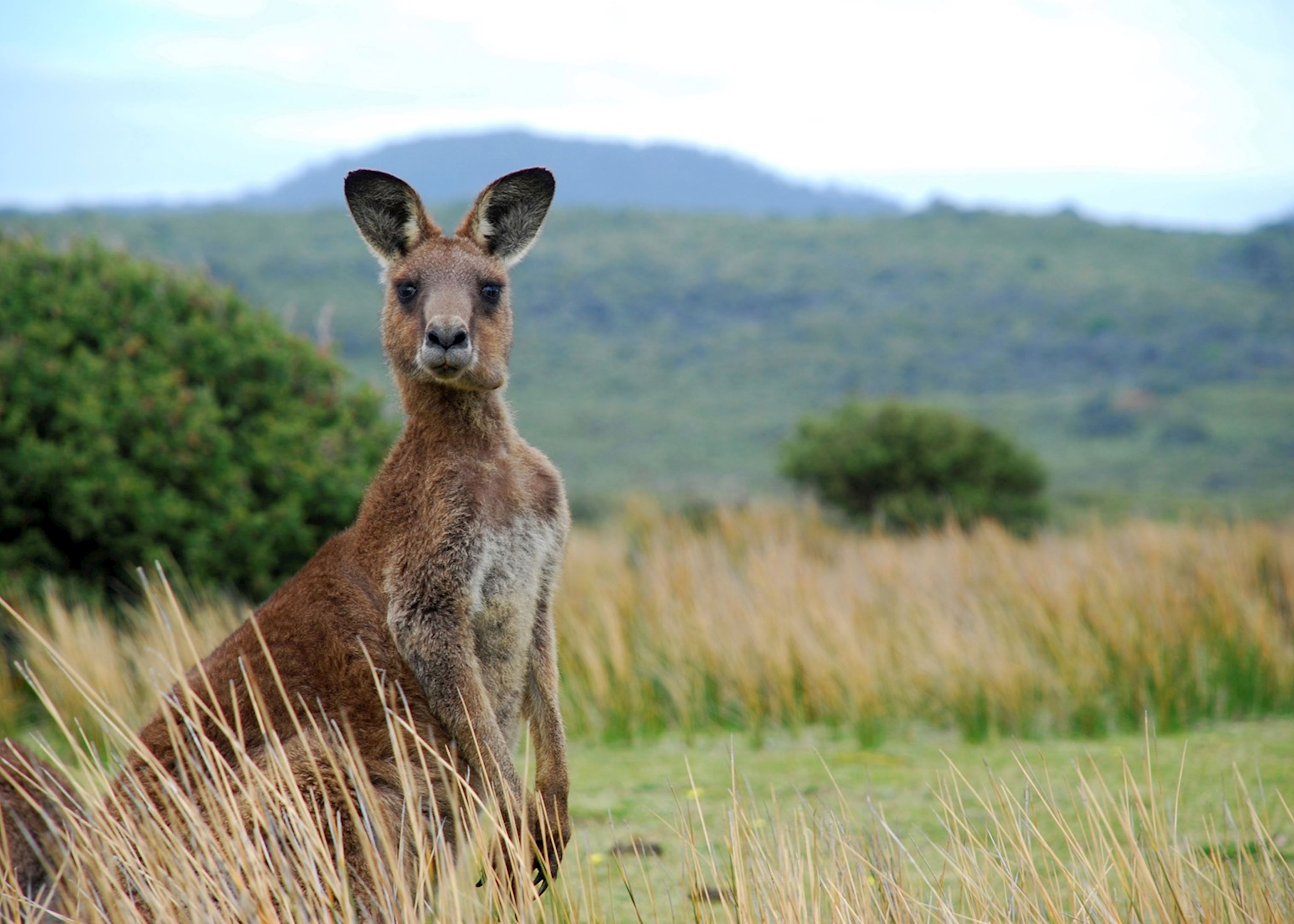 See wild kangaroos | Audley Travel CA