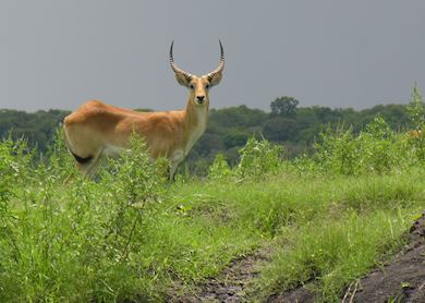 Chobe National Park and the Okavango Delta Tour | Audley Travel UK