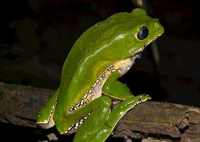 The Amazon, Inca Trail & Machu Picchu Tour | Audley Travel US