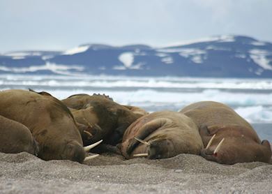 North Spitsbergen: 7-night cruise | Audley Travel UK