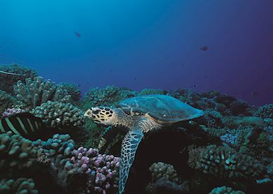 French Polynesia Luxury Tour | Audley Travel UK