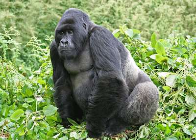Gorilla tracking & Zanzibar adventure | Audley Travel