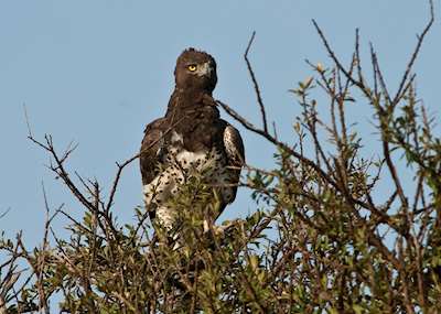 Mara & Mahé explorer | Audley Travel