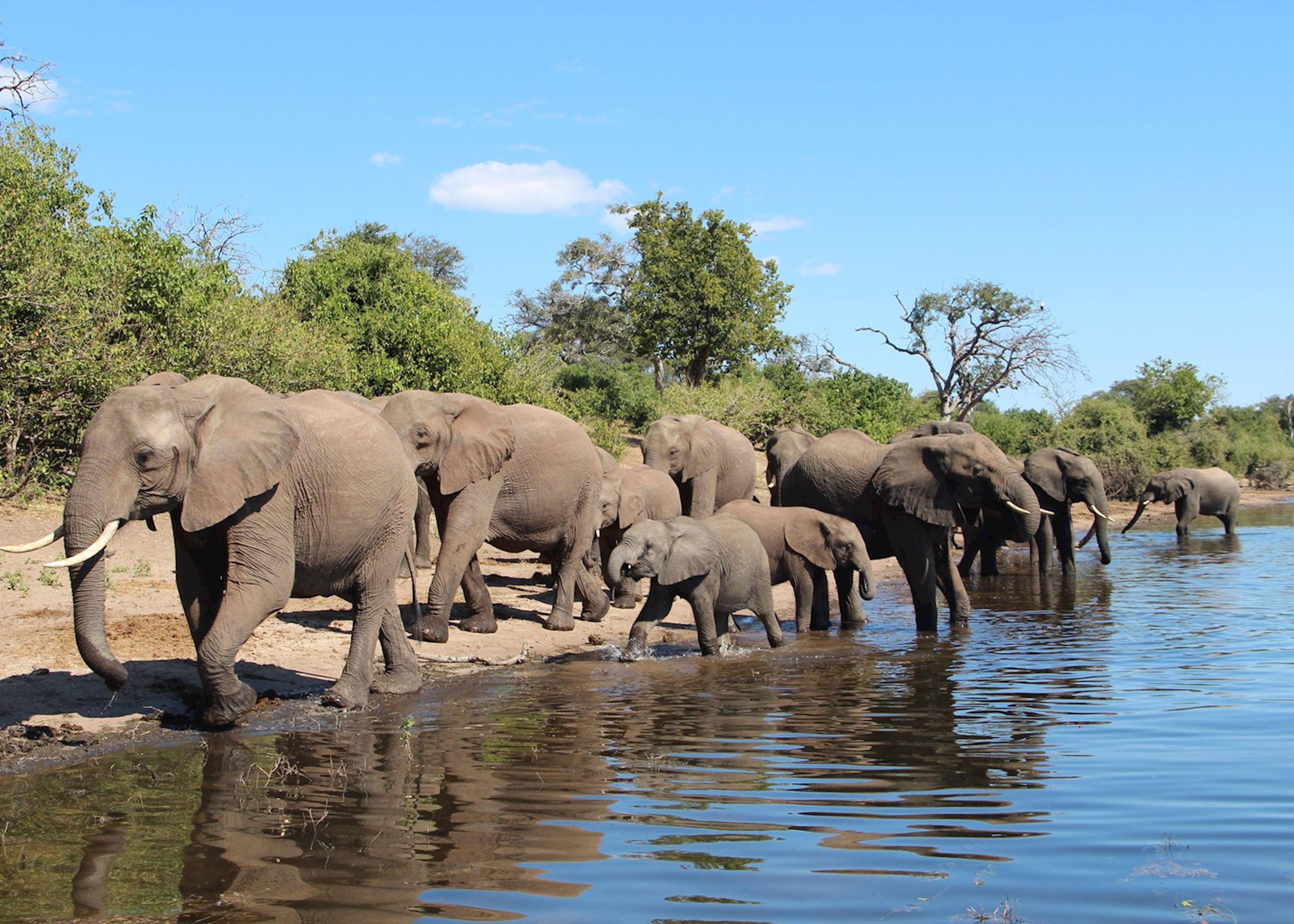 Spot elephants along the Chobe River | Audley Travel UK