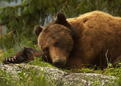 Knight Inlet Lodge Northern Vancouver Island | Audley Travel