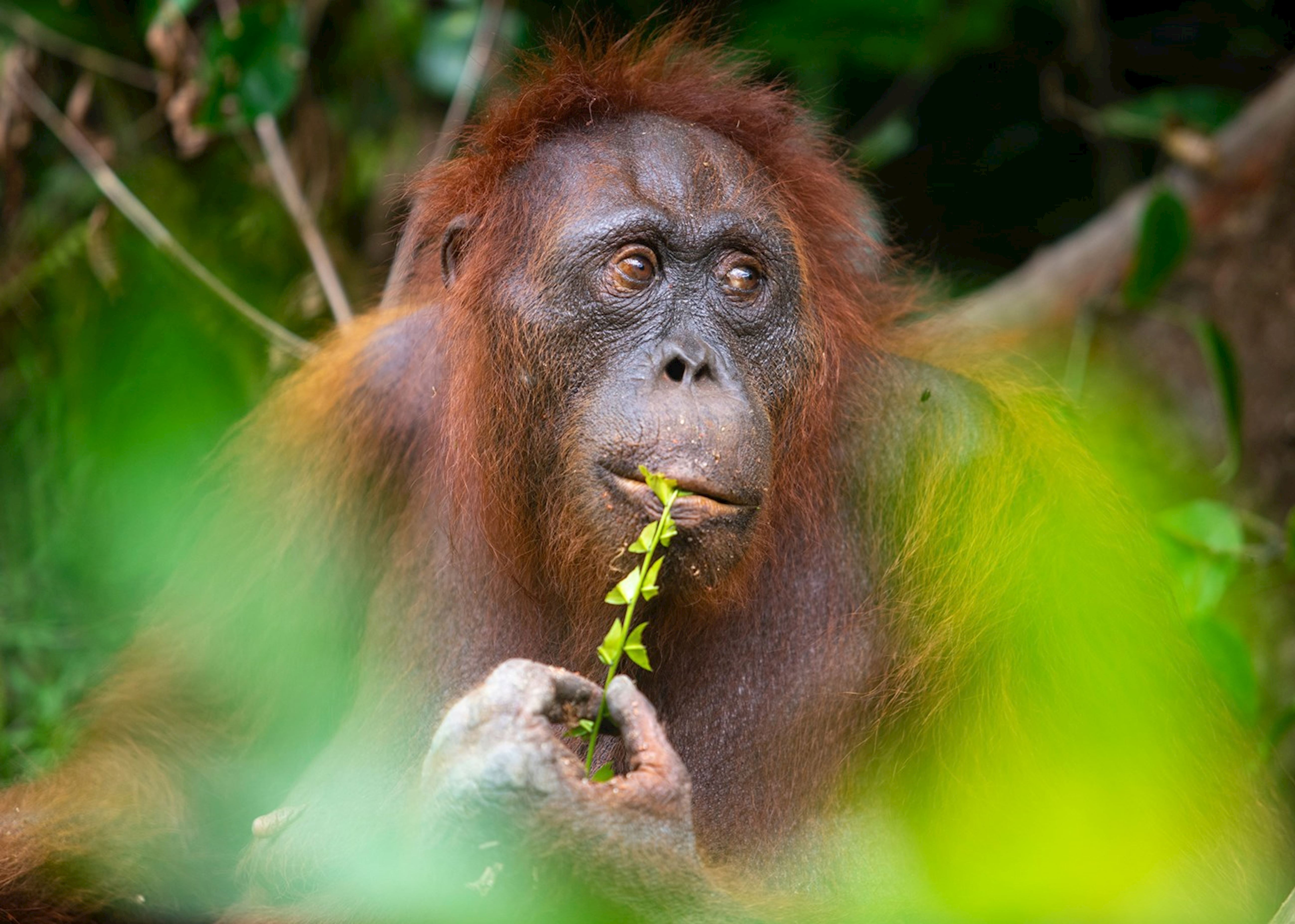 Visit Tanjung, Indonesia | Tailor-Made Tanjung Trips | Audley Travel UK