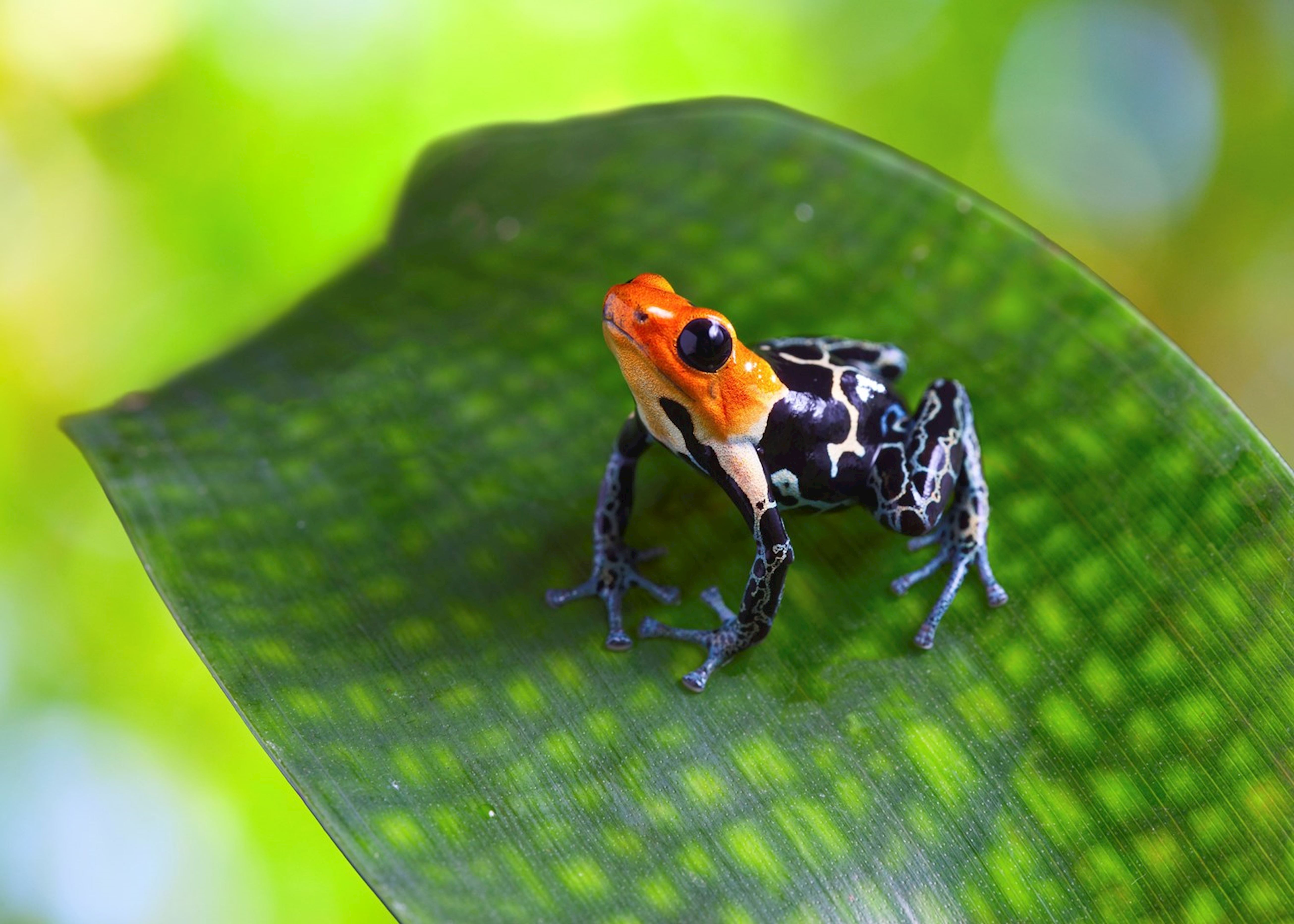 Visit The Southern Amazon on a trip to Peru | Audley Travel US
