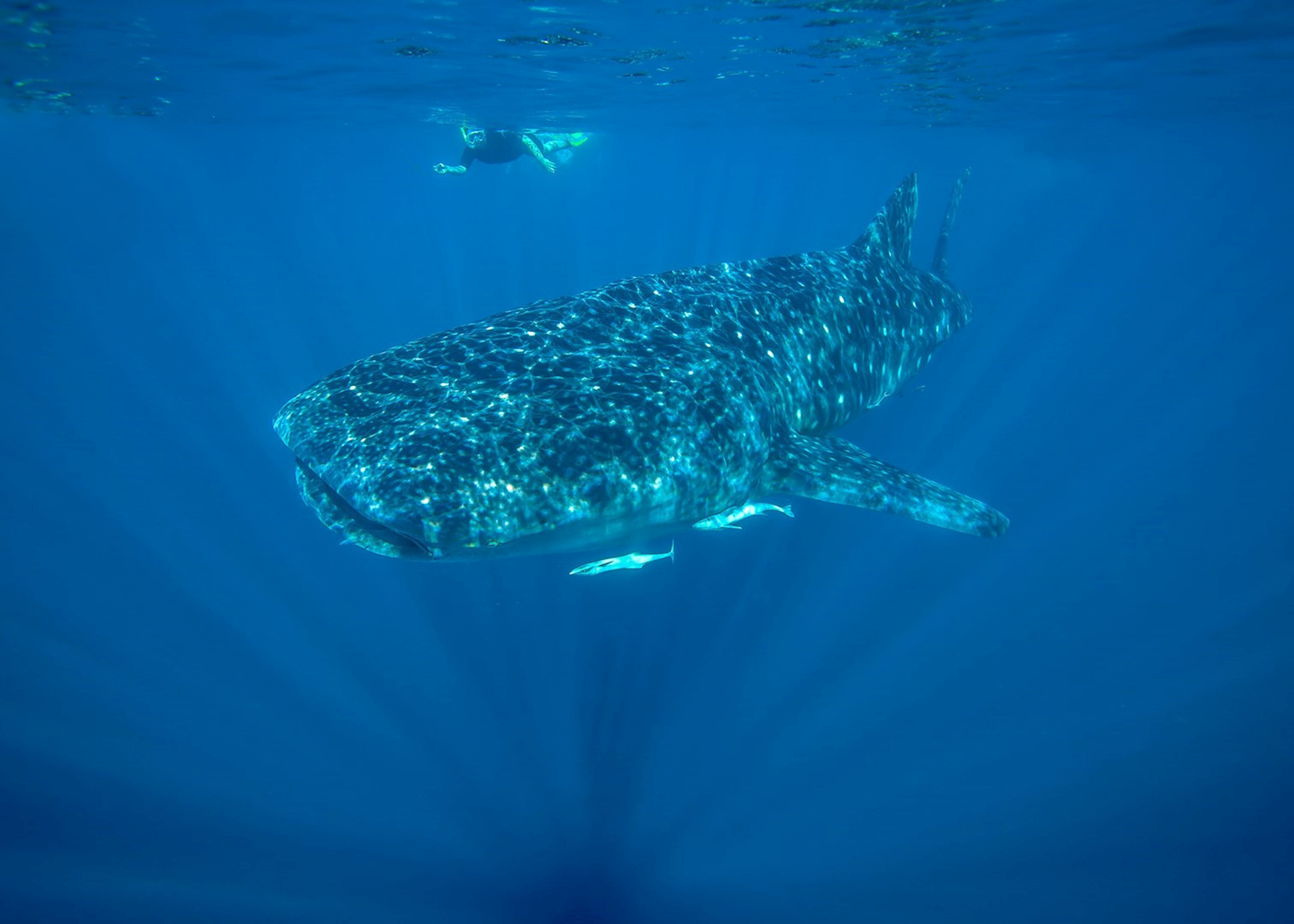 Snorkeling with Whale Sharks, Australia | Audley Travel US