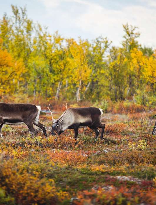 Southern Sweden & Copenhagen | Audley Travel CA