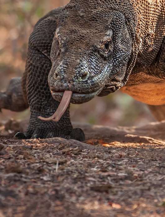 Sandat Glamping Tents | Hotels in Ubud | Audley Travel UK