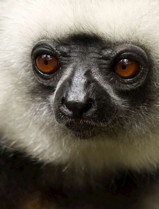 Guide to wildlife of Madagascar | Audley Travel UK