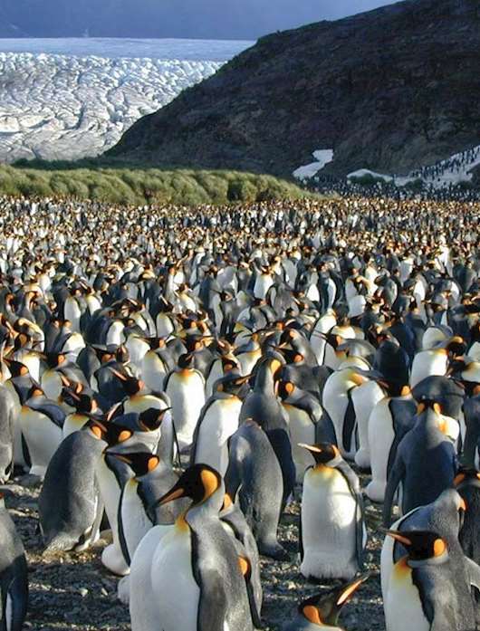 Visit Saunders Island, The Falkland Islands | Audley Travel