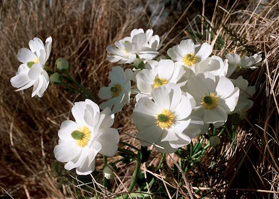 Eco-friendly South Island itinerary | Audley Travel