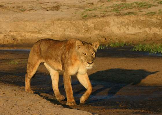 Luxury Luangwa & Lake Malawi Tour | Audley Travel