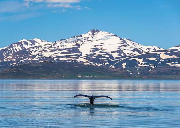 Mareesa A, Iceland & UK Specialist | Audley Travel CA
