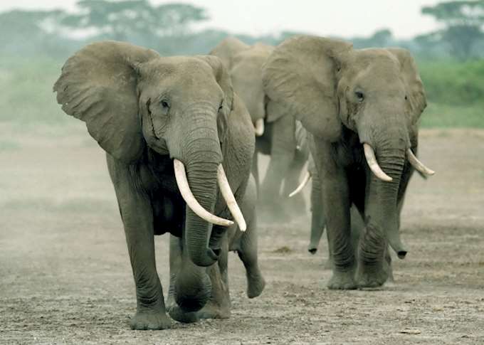 Visit Parks & Reserves, Southern Kenya | Audley Travel UK