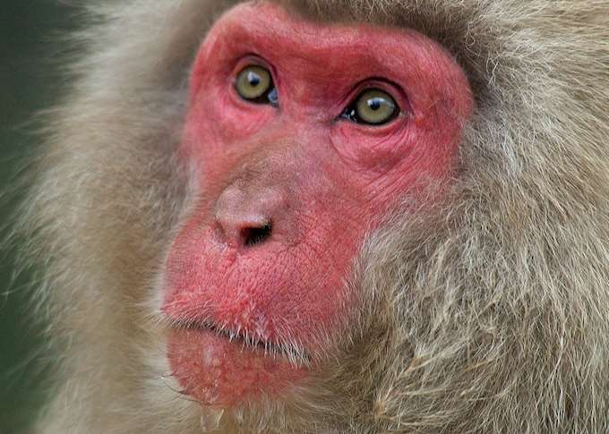 Visit The Japanese Alps on a trip to Japan | Audley Travel