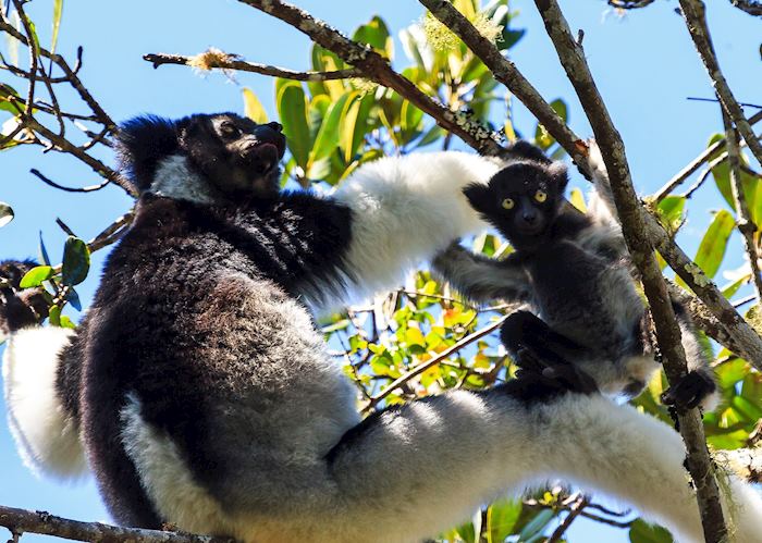 Andasibe National Park, Madagascar | Audley Travel US
