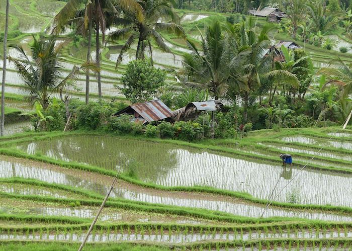 Visit Munduk, Indonesia | Tailor-Made Munduk Trips | Audley Travel CA