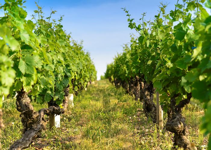 Beaujolais and Mâconnais wine tour | Audley Travel UK