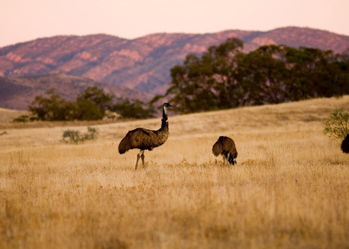 Arkaba Conservancy | Hotels in Flinders Ranges | Audley Travel UK