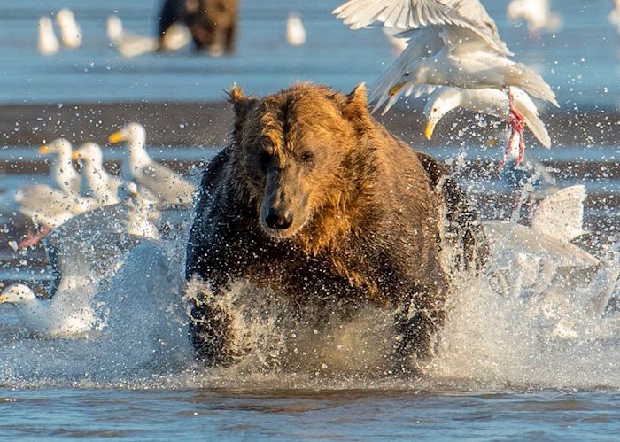 Natural Habitat's Alaska Bear Camp | Audley Travel US