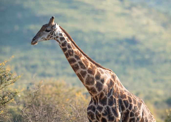 Visit The Pilanesberg National Park, South Africa | Audley Travel UK