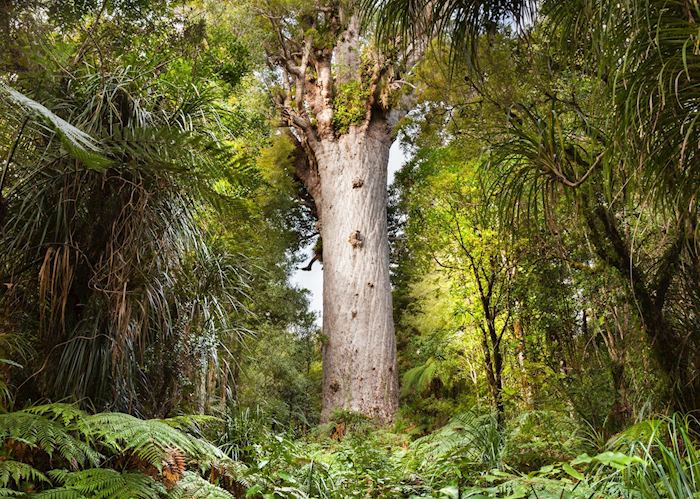 Waipoua Forest at Twilight, New Zealand | Audley Travel US