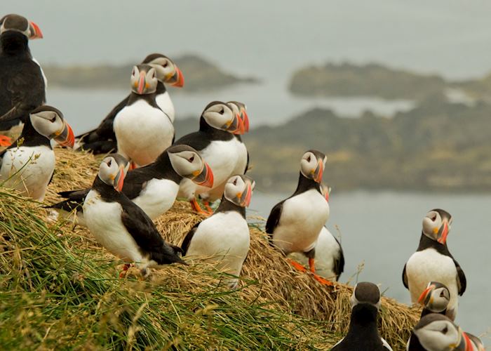 Puffin tour at Ingólfshöfði | Audley Travel US