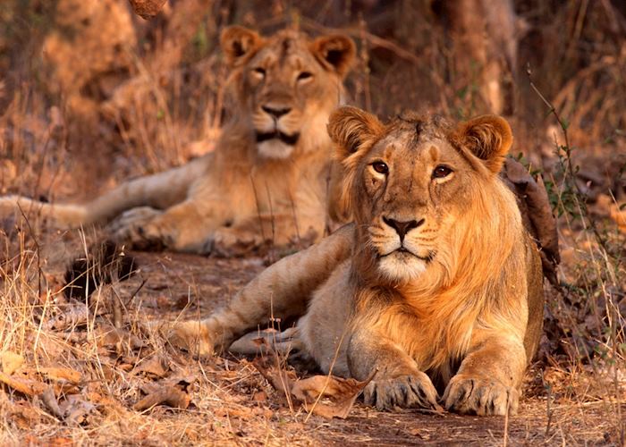 Visit Sasan Gir National Park in India | Audley Travel UK