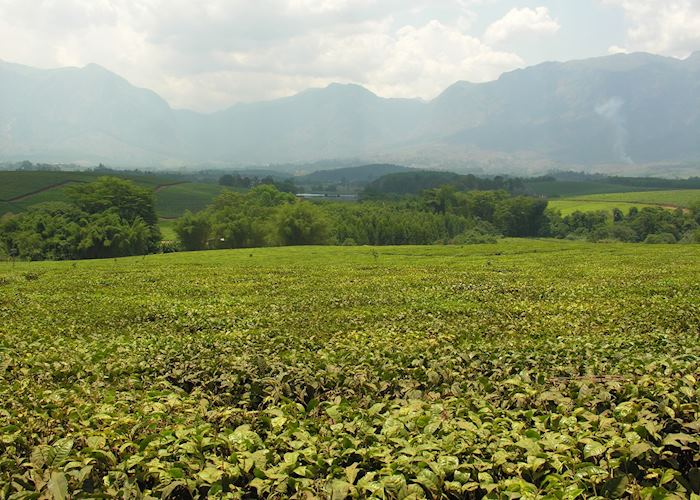 Lujeri Tea Estate | Hotels in Thyolo Region | Audley Travel