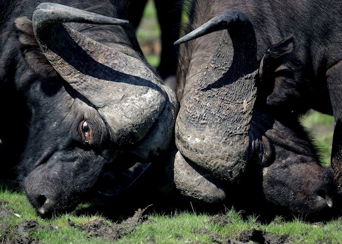 Visit Kwando Concession | Tailor-Made Vacations | Audley Travel US