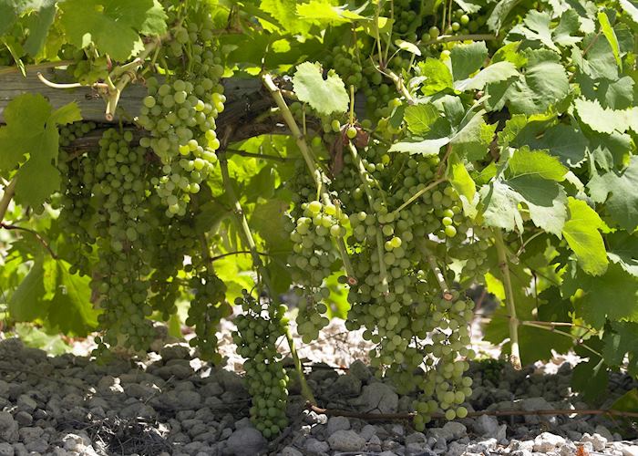 Visit Colchagua Valley on a trip to Chile | Audley Travel US