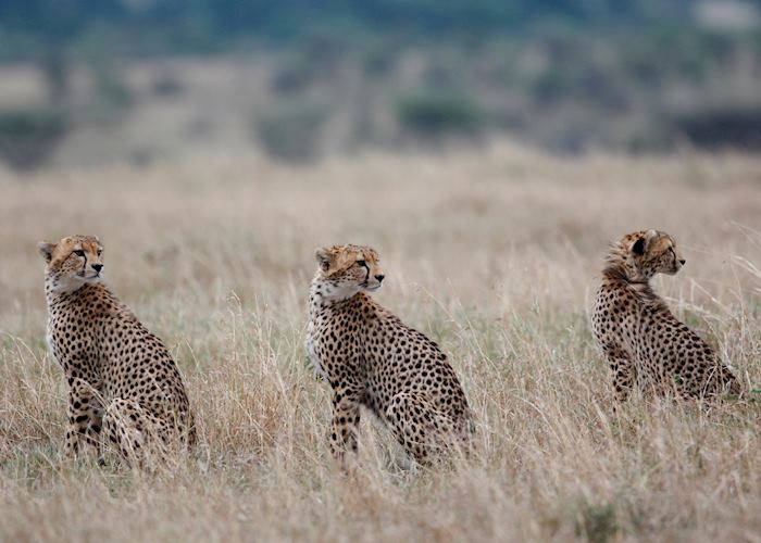Visit Mara Naboisho Conservancy | Tailor-made Vacations | Audley Travel US