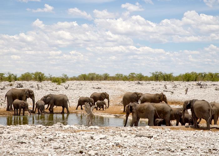 Visit Etosha National Park, Namibia | Tailor-made Trips | Audley Travel